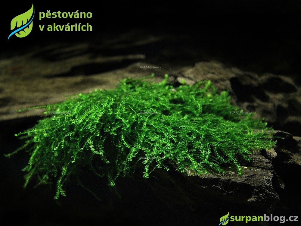 Pilotrichaceae sp. Pilo moss od 129 Kč - Heureka.cz