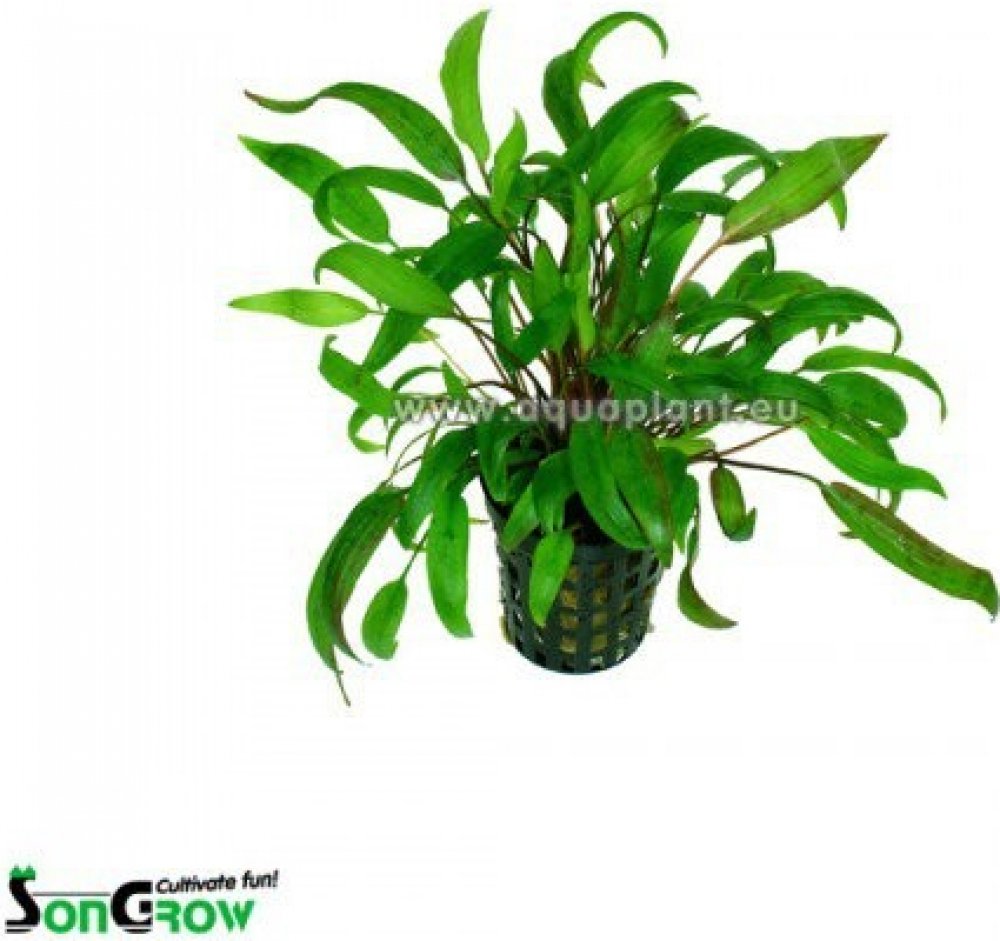 Cryptocoryne wendtii - Kryptokoryna Wendtova od 59 Kč na Hledejceny.cz
