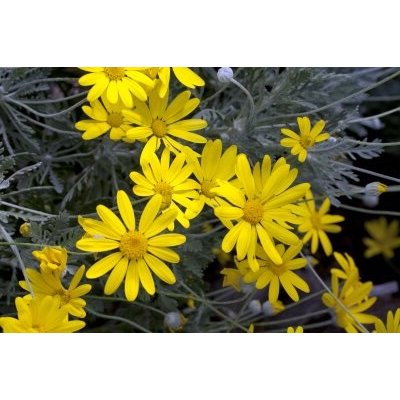 Euryops pectinatus 'Sunshine Silver' - kopretina od 33 Kč - Heureka.cz