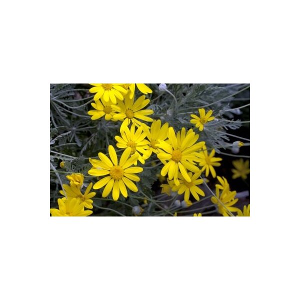 Euryops pectinatus 'Sunshine Silver' - kopretina od 33 Kč - Heureka.cz