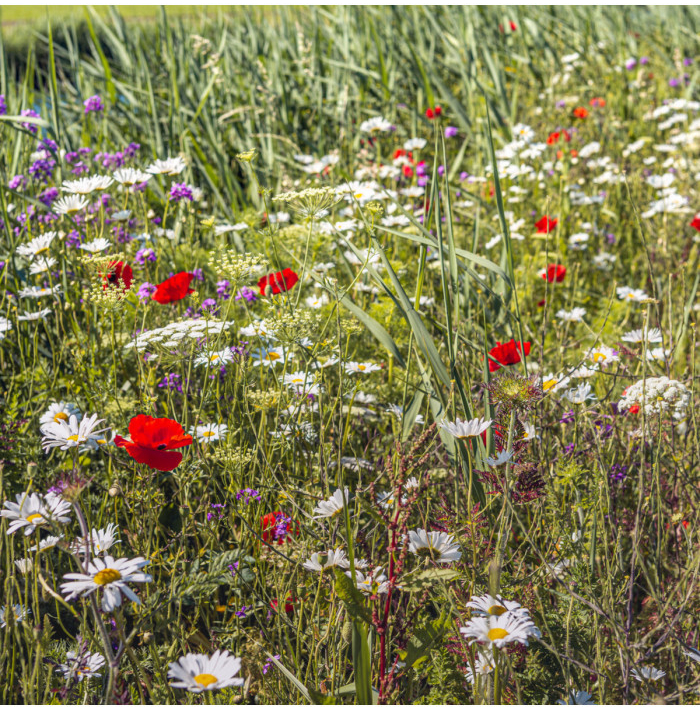 Luční květy na obohacení porostu - semena Planta Naturalis - směs - 40 ...