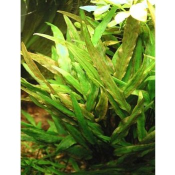 Cryptocoryne lutea - Kryptokoryna Walkerova od 66 Kč - Heureka.cz