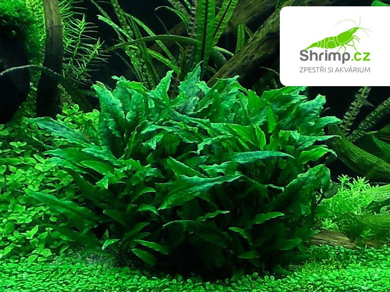 Cryptocoryne wendtii - Kryptokoryna Wendtova od 59 Kč na Hledejceny.cz
