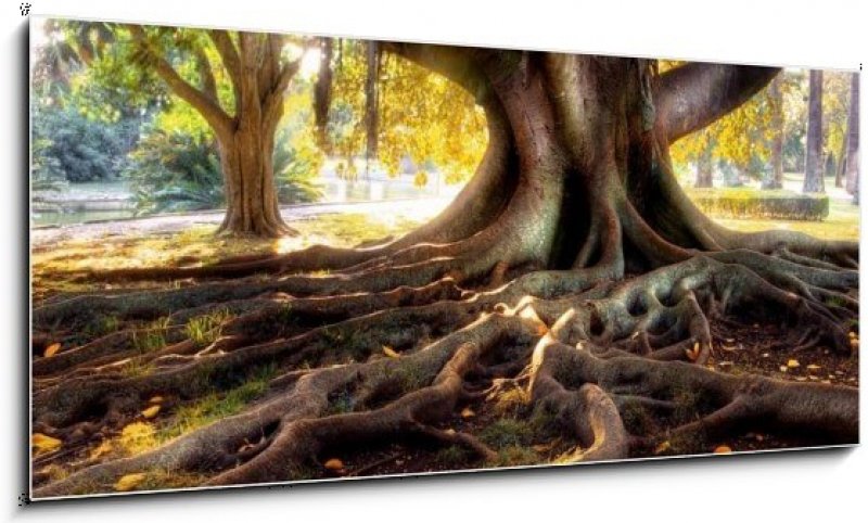 Obraz 1D panorama - 120 x 50 cm - Centenarian tree with large trunk and ...