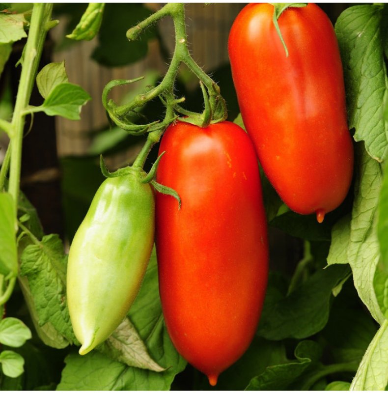 Rajče San Marzano Gigante F1 - Solanum lycopersicum - semena - 8 ks ...