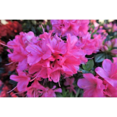 Azalka japonská 'Isabel' - Azalea japonica Isabel od 599 Kč - Heureka.cz