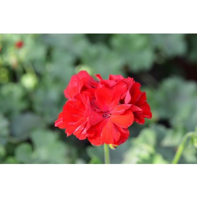 Pelargonium hybridum 'Calliope Dark Red' - pelargonie půdopokryvná ...