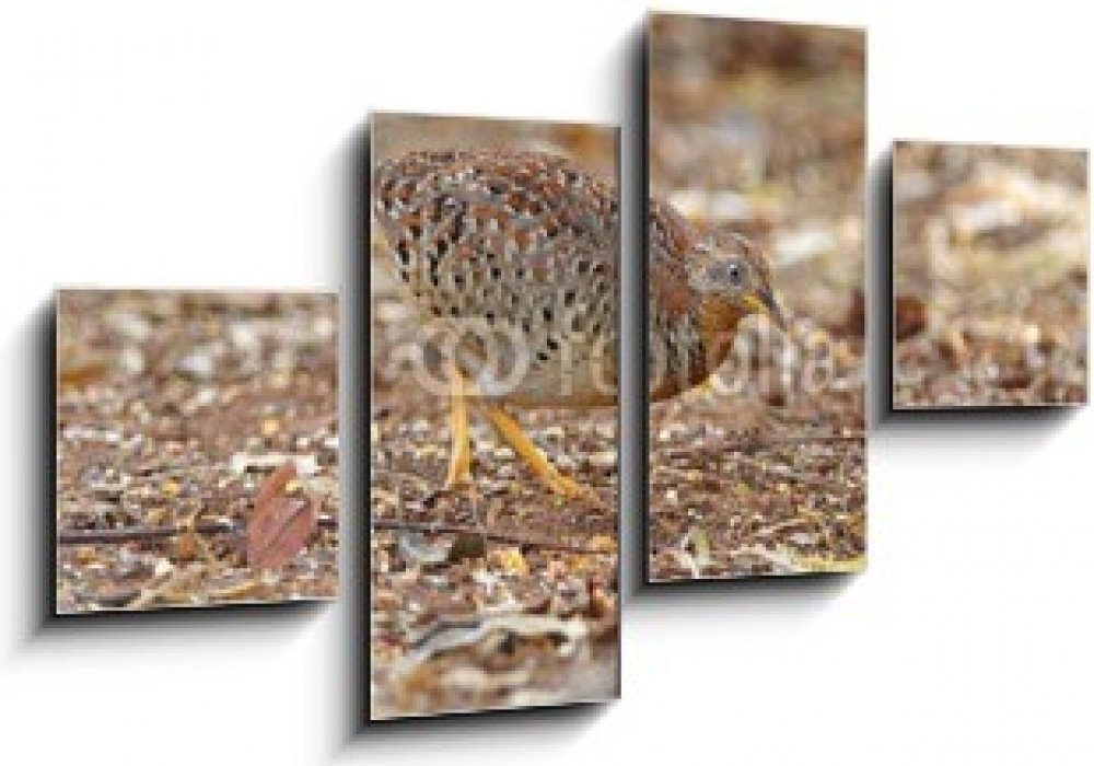 Obraz 4D čtyřdílný - 100 x 60 cm - Yellow-legged Buttonquail Turnix ...