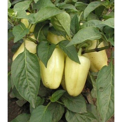 Paprika Amy - Capsicum Annuum - semena - 120 ks od 49 Kč - Heureka.cz
