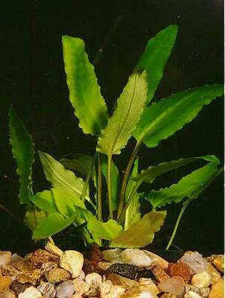 Cryptocoryne wendtii - Kryptokoryna Wendtova od 59 Kč na Hledejceny.cz