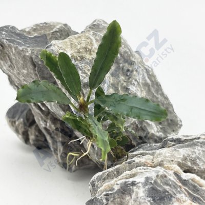 Bucephalandra Angel tears od 129 Kč - Heureka.cz