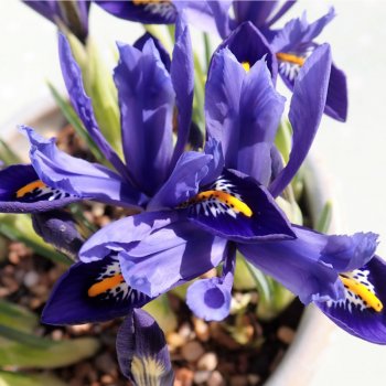 Kosatec síťkovaný Harmony - Iris reticulata - prodej holandských cibulek - 3 ks od 40 Kč ...