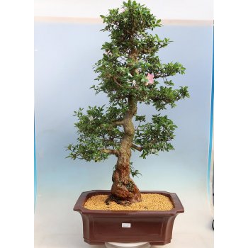 Venkovní bonsai - Japonská azalka SATSUKI- Azalea BEYAKUREN od 13 860 ...