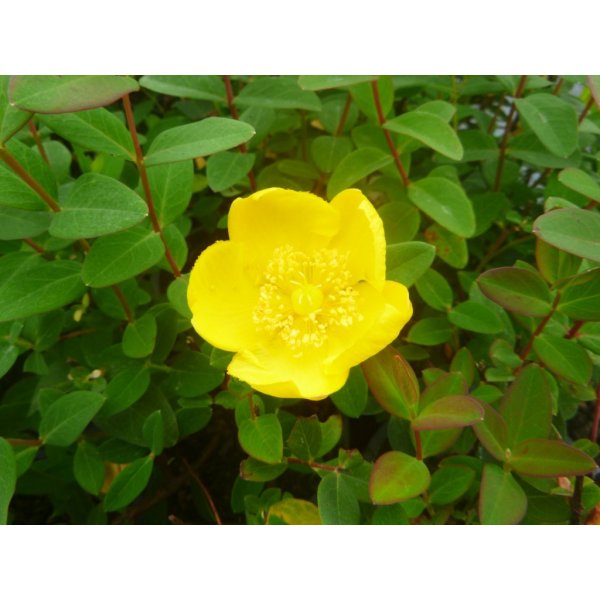 Třezalka 'Peter Dummer' - Hypericum dummeri Peter Dummer od 39 Kč ...