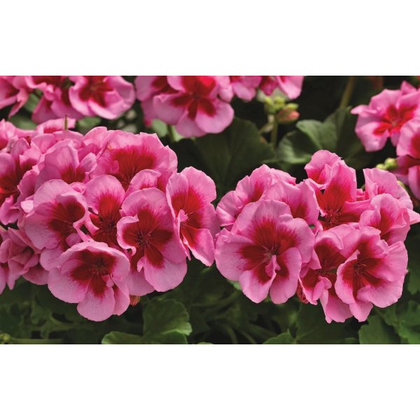 Muškát, pelargonie půdopokryvná 'Calliope Rose Splash' - Pelargonium ...