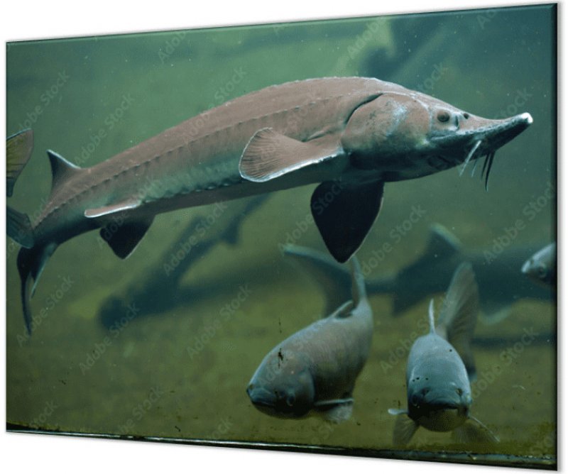 Glasdekor Ochranná deska ryba jeseter ve vodě - Ochranná deska: 60x80cm ...