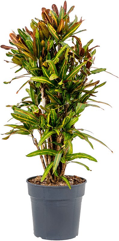 Květiny – Gardners Codiaeum var. Mammi - výška 100 cm, průměr 24 cm ...
