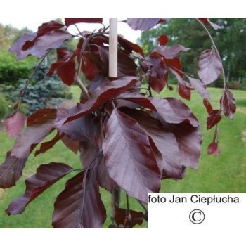 Buk lesní Purpurea Pendula (Fagus sylvatica Purpurea Pendula) od 750 Kč ...