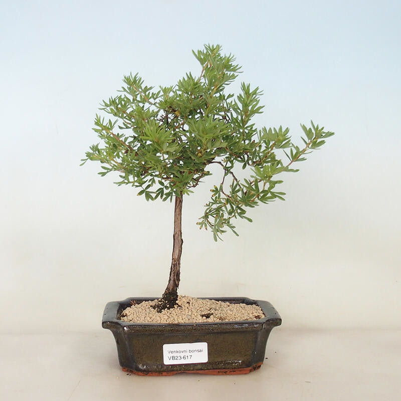 Venkovní bonsai-Mochna křovitá - Potentilla fruticosa Goldfinger od 490 Kč - Heureka.cz