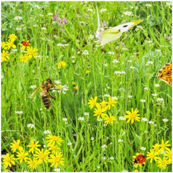 Vytrvalé květy pro včely - Planta Naturalis - prodej semen - 10 g od ...