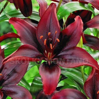 Lilium ´Mapira´ (Lilie 'Mapira') od 79 Kč - Heureka.cz