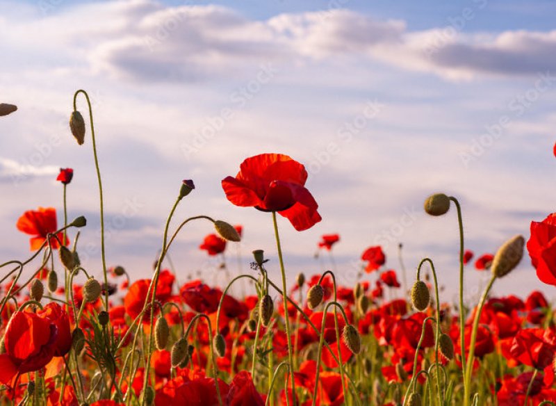 WEBLUX Samolepka fólie Anzac Day memorial poppies. Field of red poppy ...