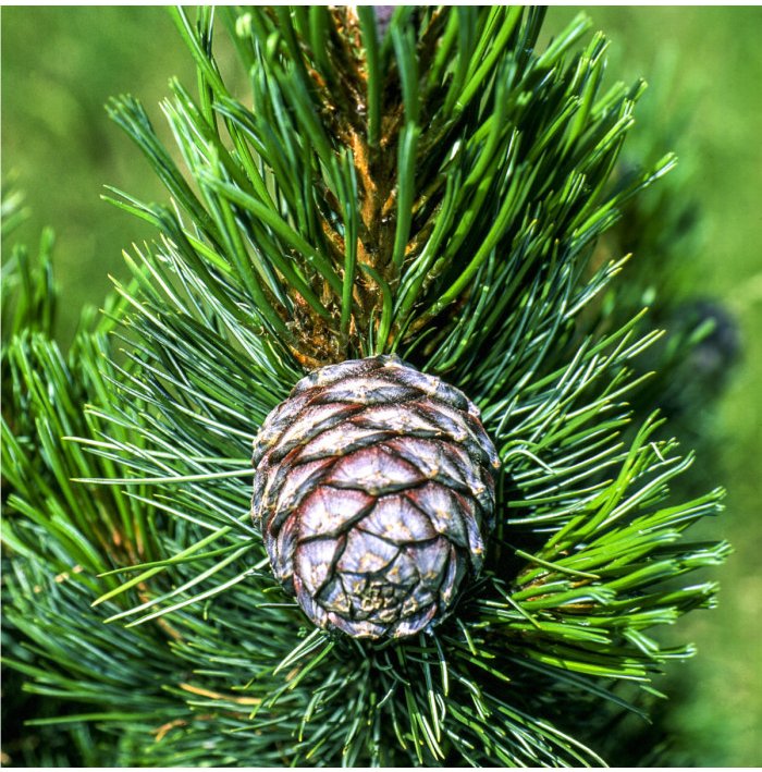 Borovice Limba - Sibiřský cedr - Pinus cembra sibirica - osivo borovice ...