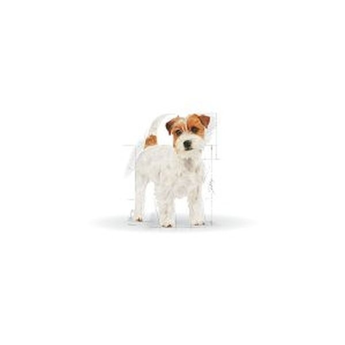 Royal Canin Jack Russell Terrier Adult 3 kg od 429 Kč - Heureka.cz