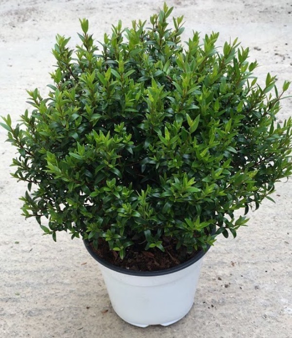 Myrtus communis - Myrta obecná velký hustý keř od 20,22 € - Heureka.sk