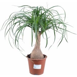 Nolina Slonia noha alternatívy - Heureka.sk