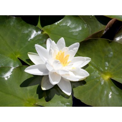 Banat Lekno biele - Nymphaea White od 16,78 € - Heureka.sk