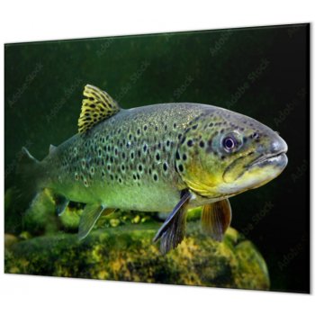 Ochranná doska ryba pstruh pod hladinou - 65x65cm od 54,4 € - Heureka.sk