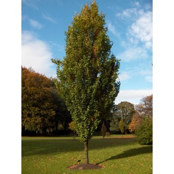 Fagus sylvatica ´ Fastigiata ´ / ´ Dawyck ´ Clt.18 125-150 cm od 78,4 ...