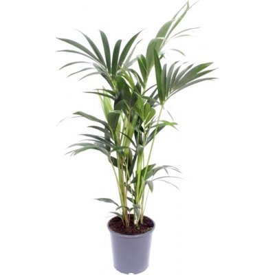 Botanicly Izbová palma – Howea Forsteriana s kvetináčom – Výška: 110 cm ...