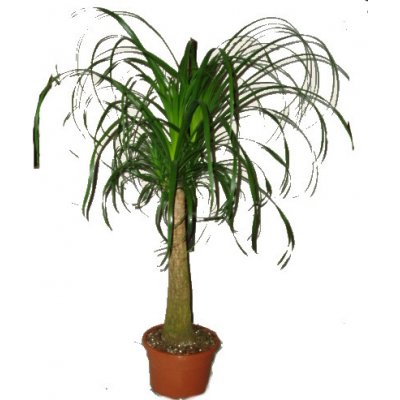 Nolina - sloní noha velká nádherná 150 cm od 117,4 € - Heureka.sk