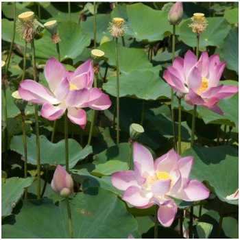 Lekno ružové - Nymphaea capensis - semená - 6 ks od 125,95 € - Heureka.sk